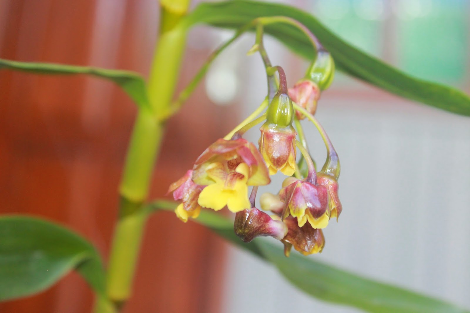 Bunga Papua Terlengkap | Budaya Papua
