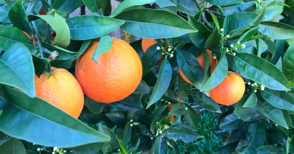 Blood Orange Season again!