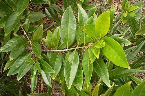 Bois rouge | Flore de l’île de la Réunion
