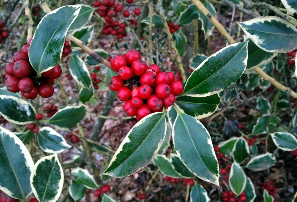 Clark's Oregon Wildflower Blog: Historic Holly Hails Herein