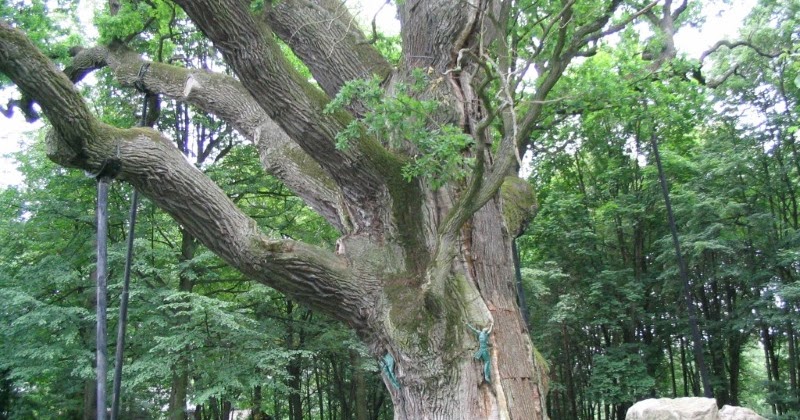 BOREDPANDA PHOTOS AND VIDEOS: Top 10 Most Famous Trees in Europe