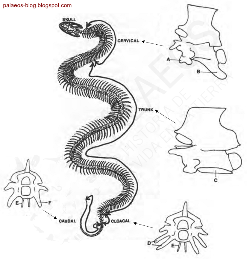 Palaeos, la historia de la Vida en la Tierra: Homo.. ¿qué? Y el cuello ...
