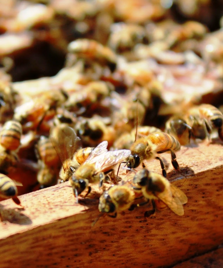 悬心夜: Penang Bee Gallery