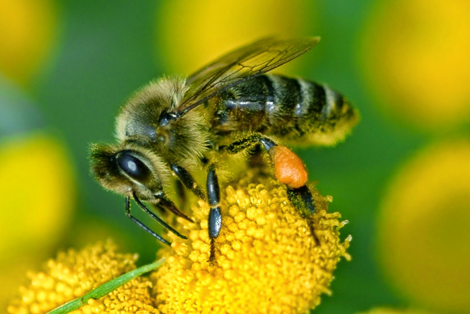 Fieggentrio: Brute dierenliefde: Honingbij.