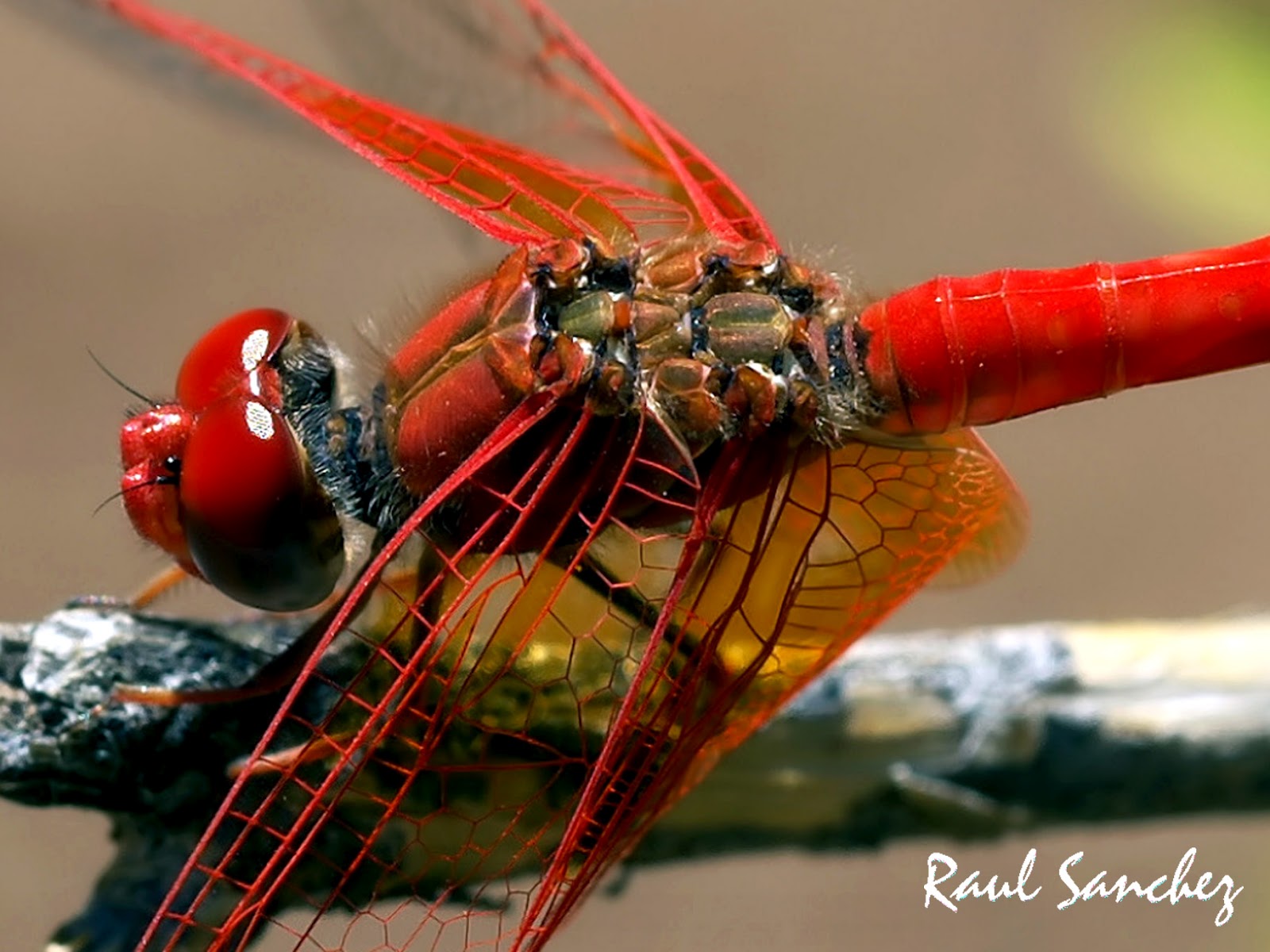 Naturaleza Viva : Libélula roja ( Trithemis kirbyi )