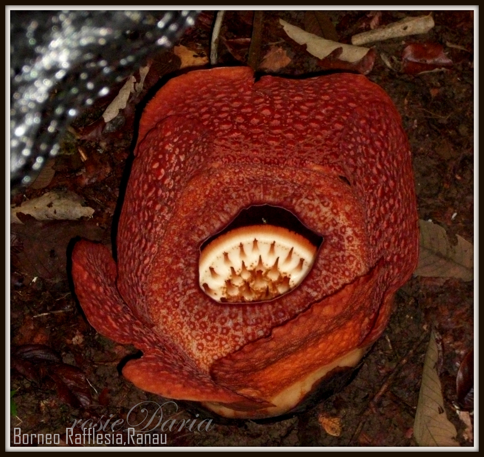 Borneo Rafflesia Arnoldi