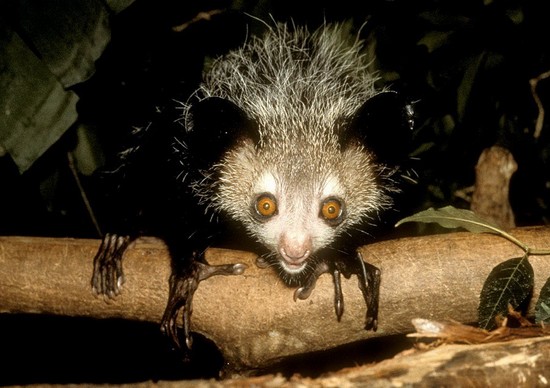 50 Unusual And Rare Animals From Around The World [Pics] | ALL PHOTOZ