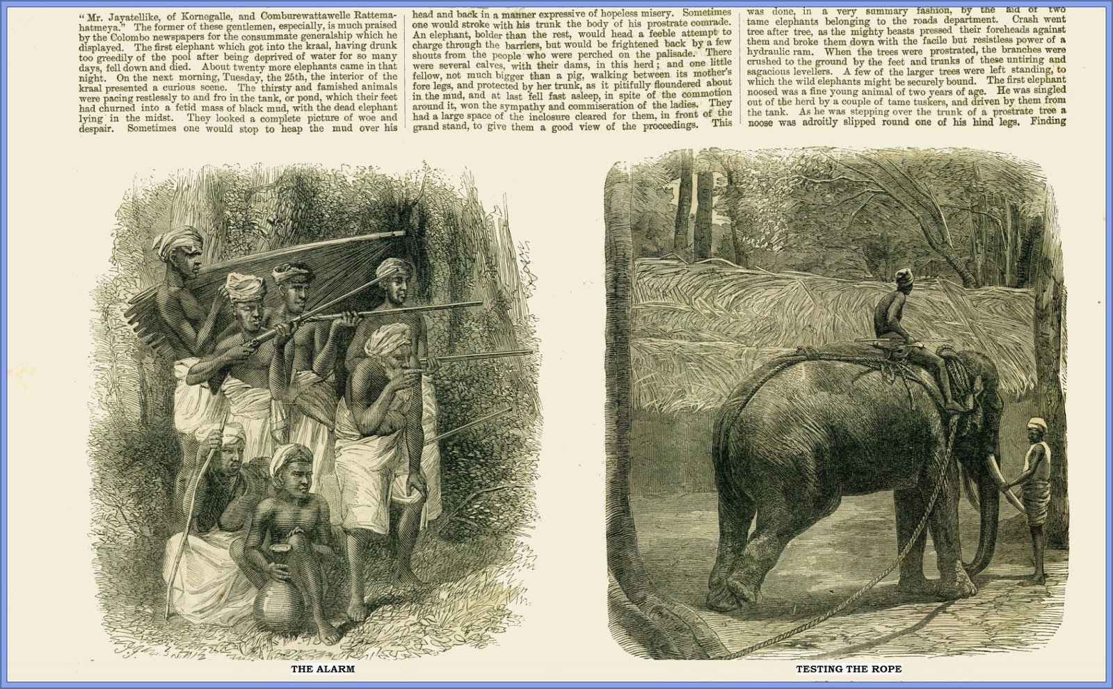 No PC Views: Elephant Catching In Ceylon