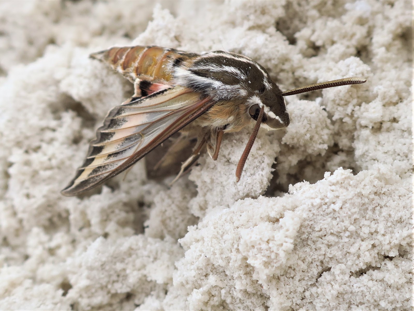 Living Rootless: Las Cruces NM 2019: White Sands: Dead Moth