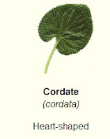 Petak Semai: BENTUK DAUN (PART 6)