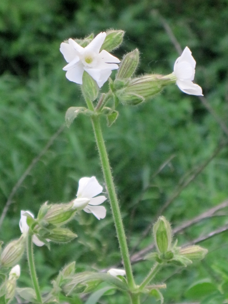 Word Trix: Random Photo: Bladder Campion