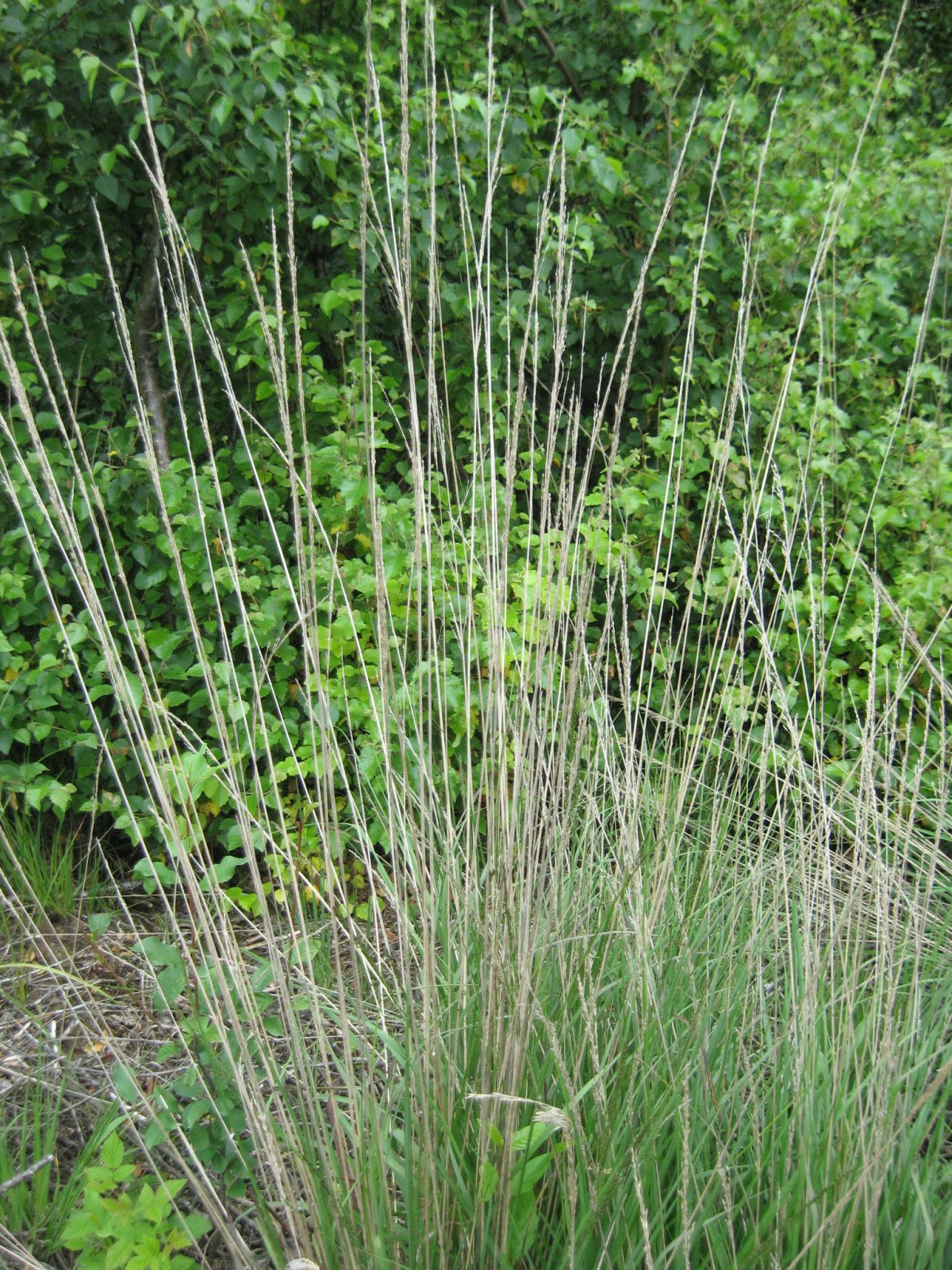 Wiesmoor-info: Das Moor