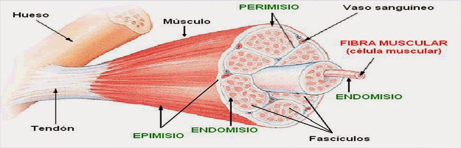 2014 ~ ANATOMÍA DEL SISTEMA MUSCULAR