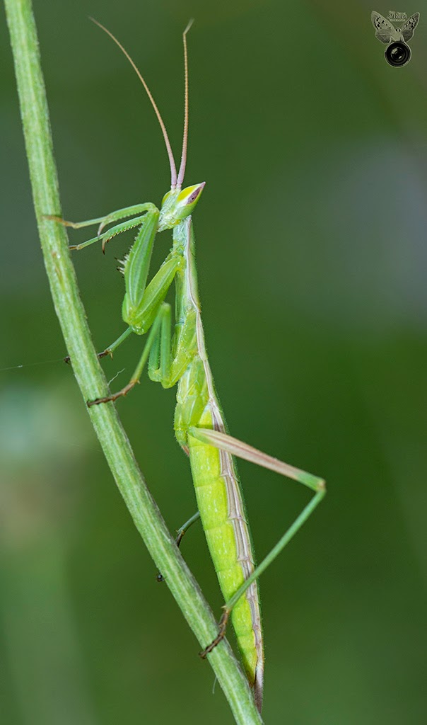 DIARIO DE UNA MIRADA: APTEROMANTIS APTERA