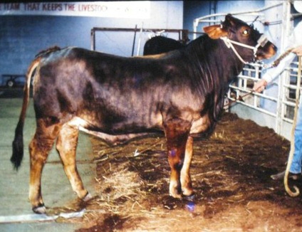 Bangsa Sapi Unggul asal amerika serikat - Elinotes review