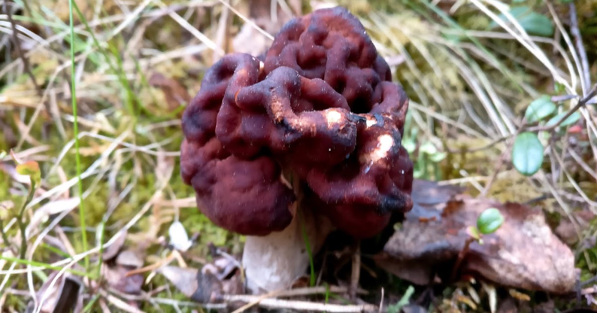 Samin luontokuvia nature photos: KORVASIENI (Gyromitra esculenta)