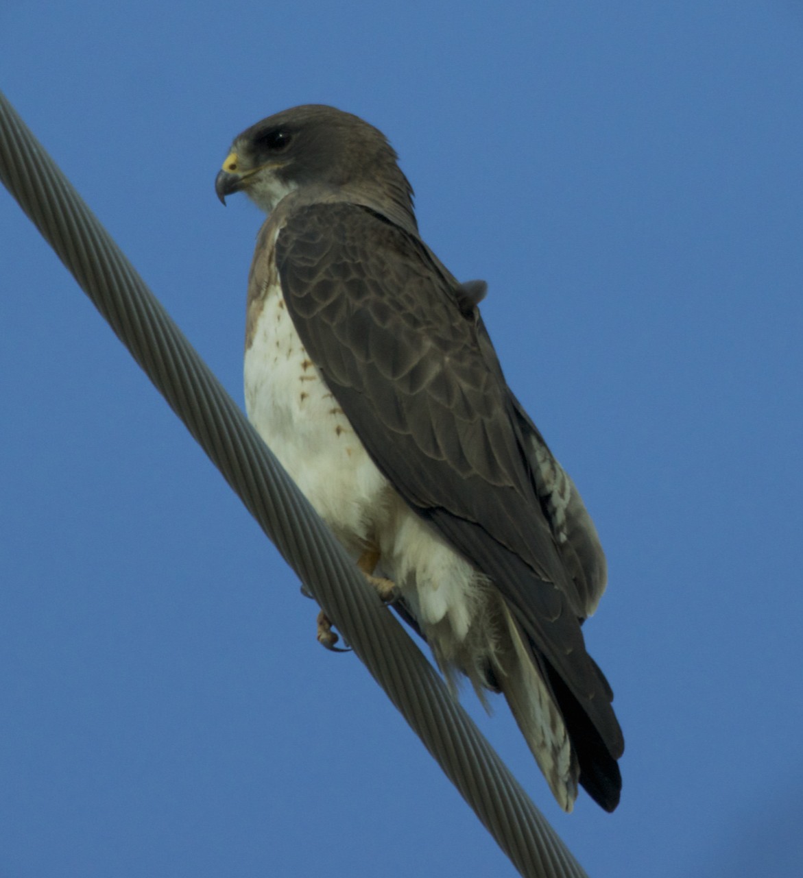 Butler's Birds: Animorph Hawks (Hawks! Hawks! Hawks!)