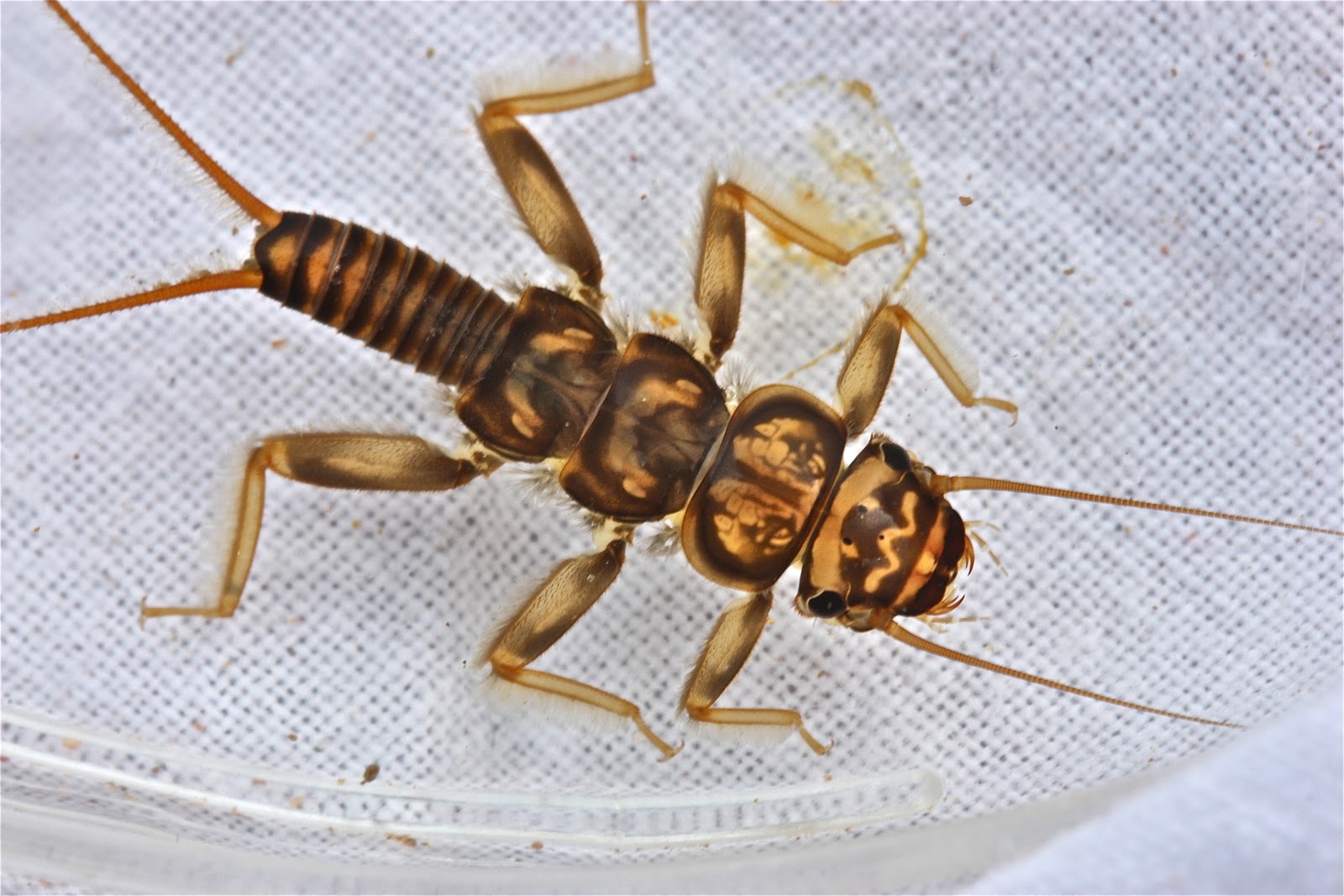 Aquatic Insects of Central Virginia: The Perlids (Common Stoneflies) in ...