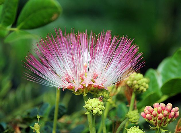 Riverine Parks: Samanea saman