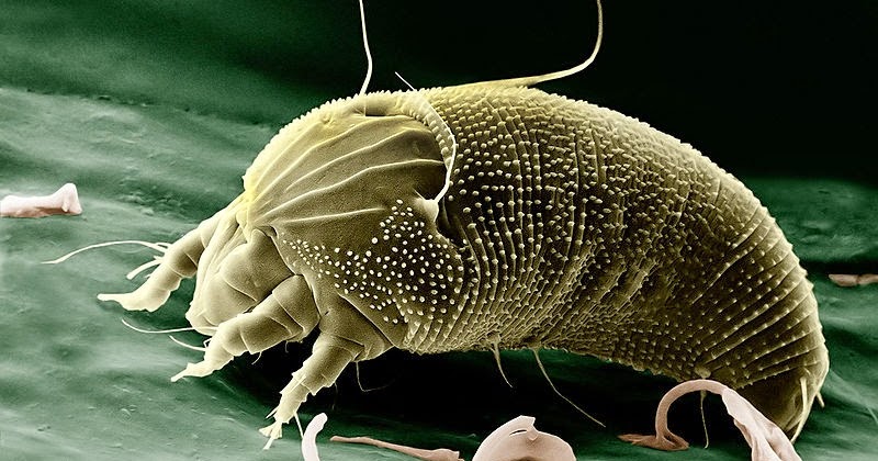 Variety of Life: Aceria