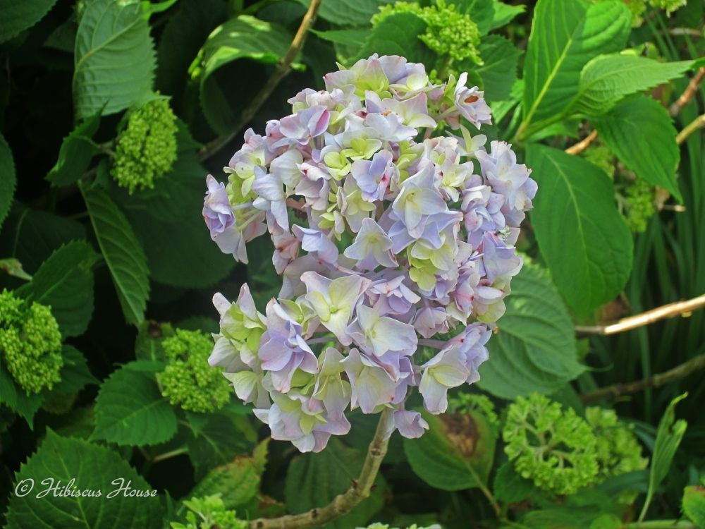 Hibiscus House: Morning Walk Hydrangeas In Full Bloom