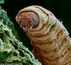 The Mourning Star : The Worm that Never Dies