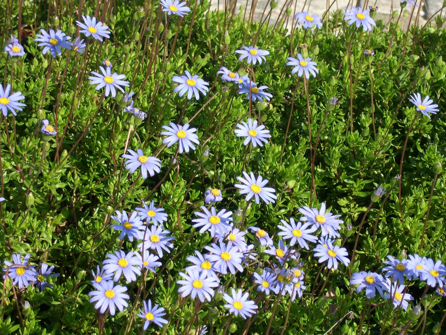 Um jardim para cuidar: O encanto dos malmequeres ...