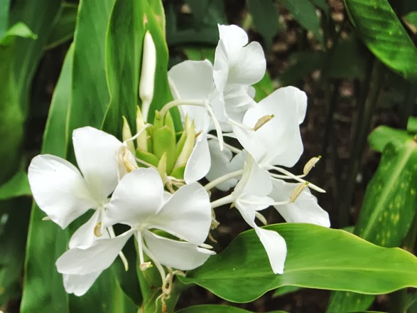 Reynolds Renditions : Escape To Foster Botanical Gardens Today (Flowers ...