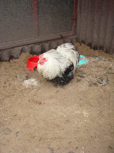 Amatorska hodowla drobiu ozdobnego: Rasy