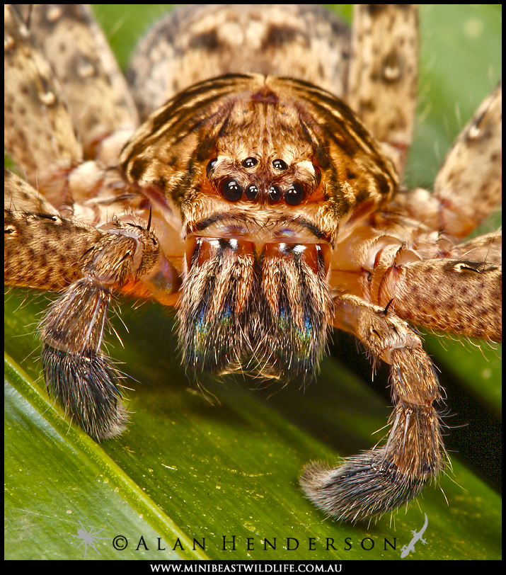 Minibeast Wildlife - Rainforest Encounters