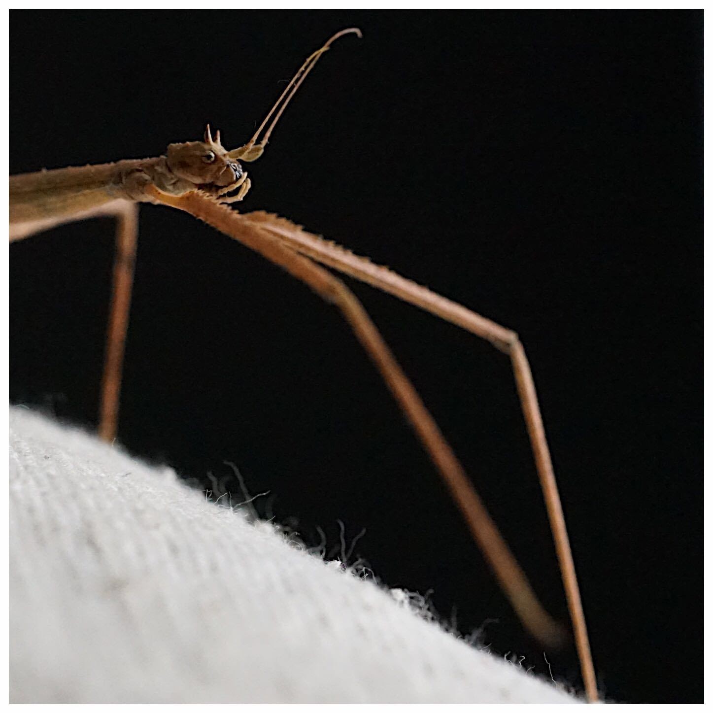 Taxonomía Arthropoda: Clase Insecta Orden Phasmida