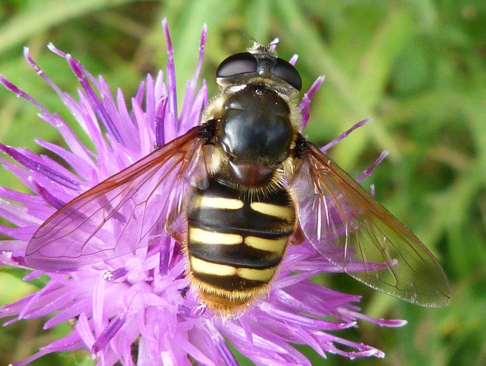 Insects of Scotland: Hoverflies