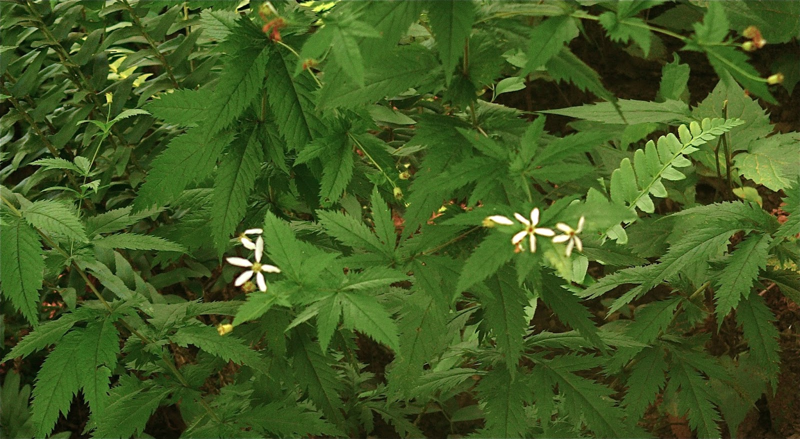 Plant of the Day: Plant of the day is: Gillenia stipulata or American ...