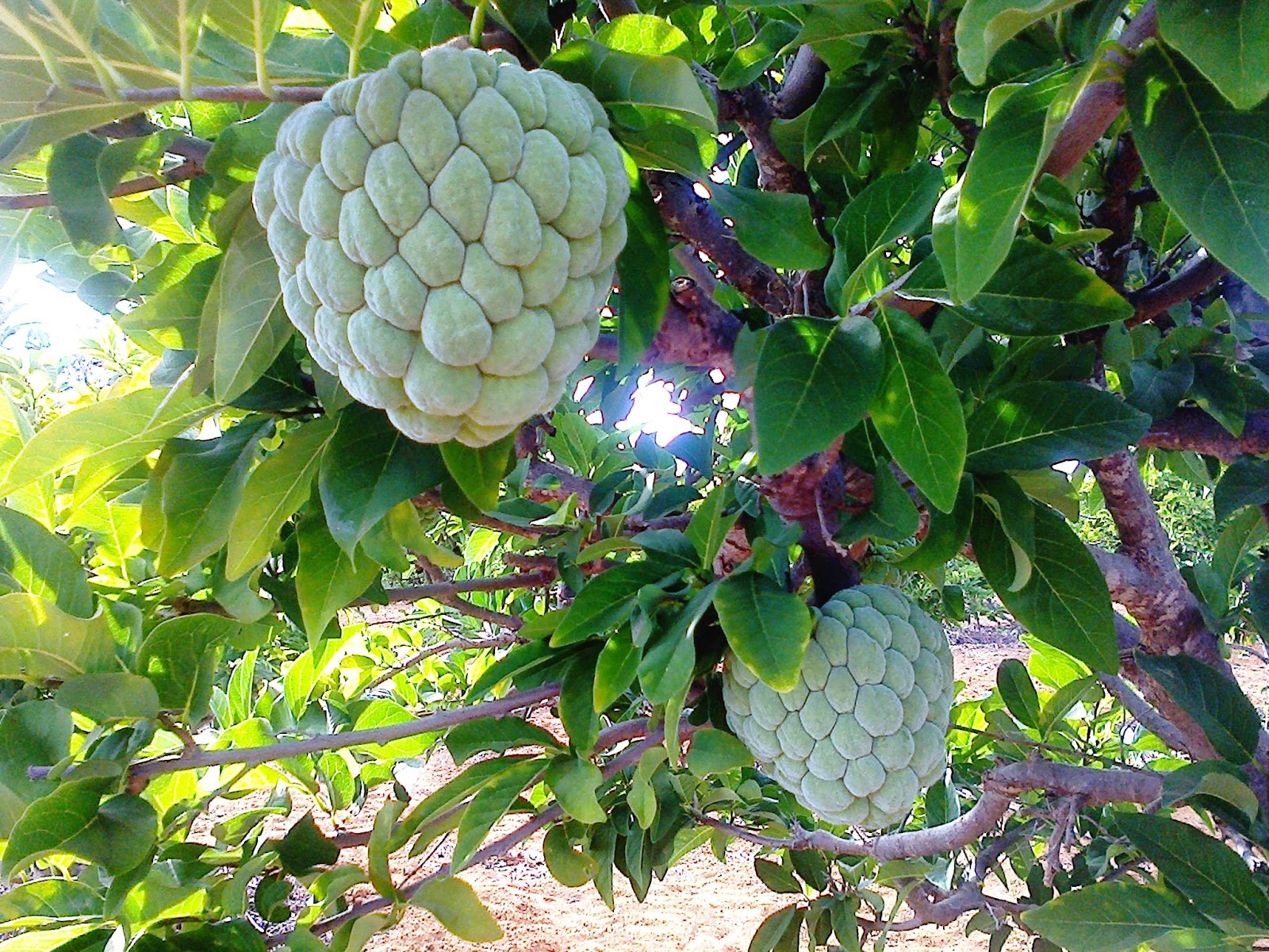 RODRYGO GOMES: Pinha, Annona Squamosa, Fruta do Conde, Ata, e o ...