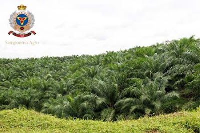 Jobs Vacancy PT Sampoerna Agro Tbk - Job In The List