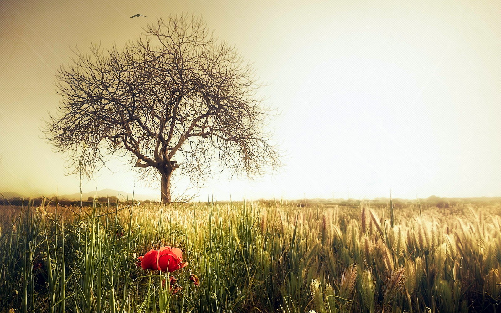 Imagini cu peisaje din natura hd | Imagini pentru Telefon Poze pentru ...