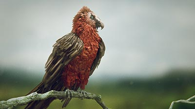 Here Are the 10 Most Dangerous Predator Birds in the Air