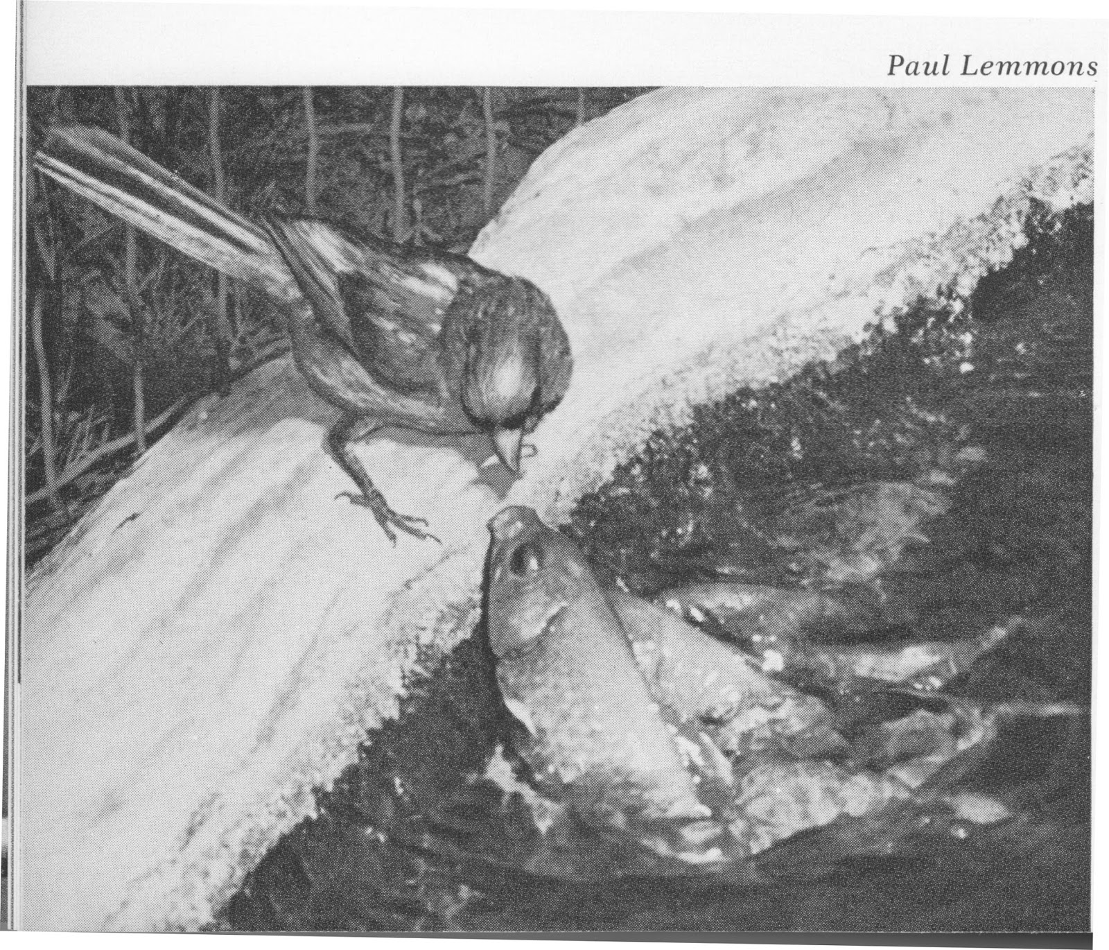 Laura's Birding Blog: Cardinal feeding goldfish redux