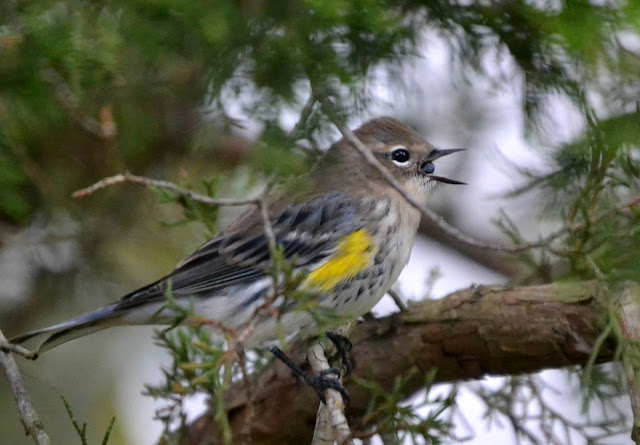 Woods Walks and Wildlife: October 2012