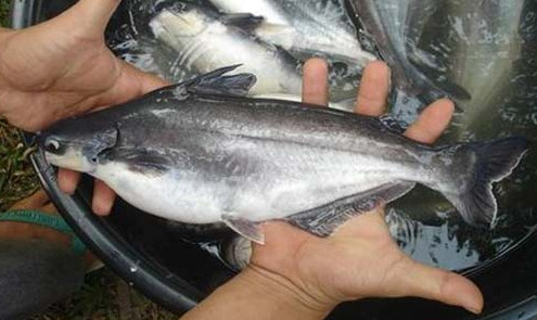 Cara Mancing Ikan Patin di Kolam - Harian, Pemancingan, Malam Hari ...