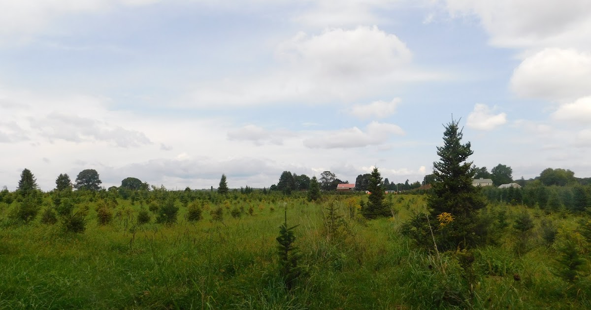 RebelMom618: Apple Picking at Wilkens Fruit & Fir Farm