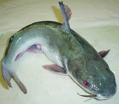 ¡Alerta roja! El consumo de bagre te matará - Habla experto