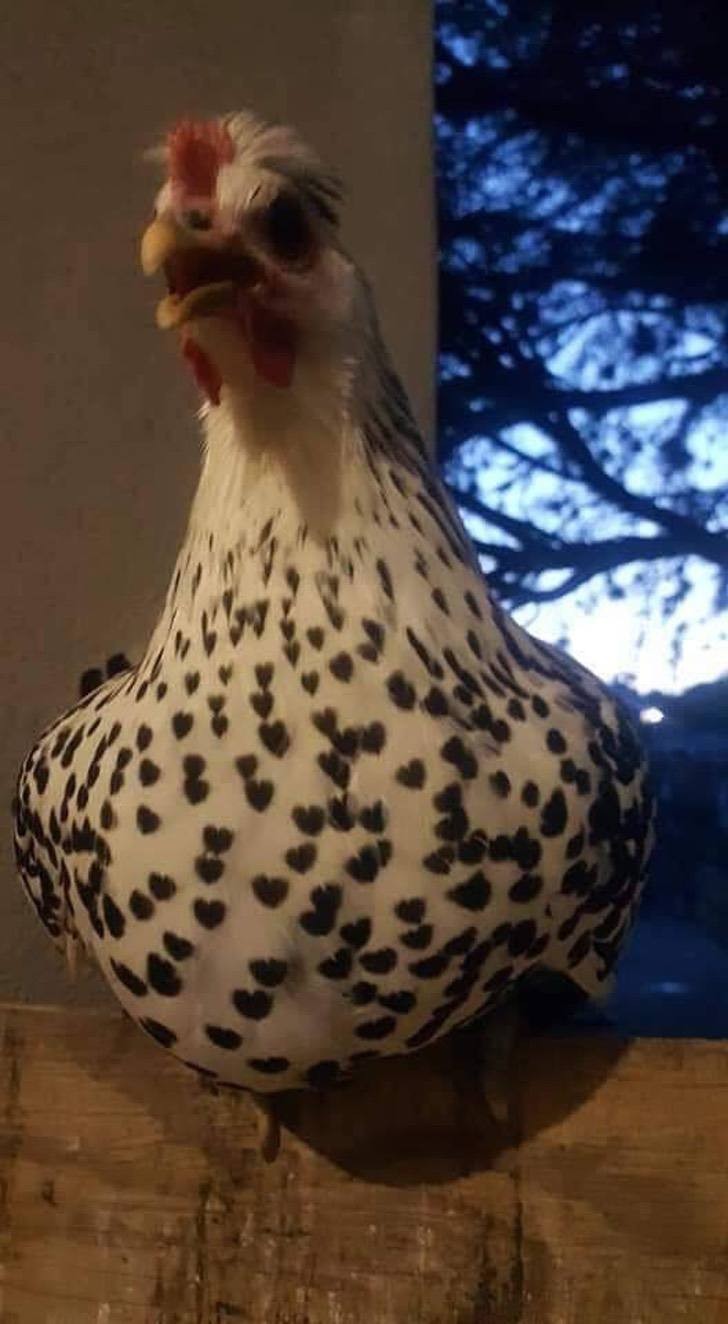 Natures Surprise: This Hen Has Heart Shapes On Her Feathers