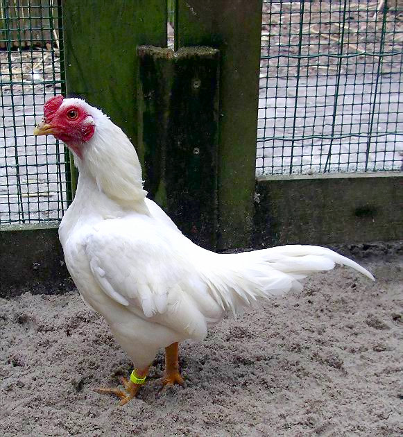 THE GLOBAL ASIL CLUB: THE ASILS - HOME