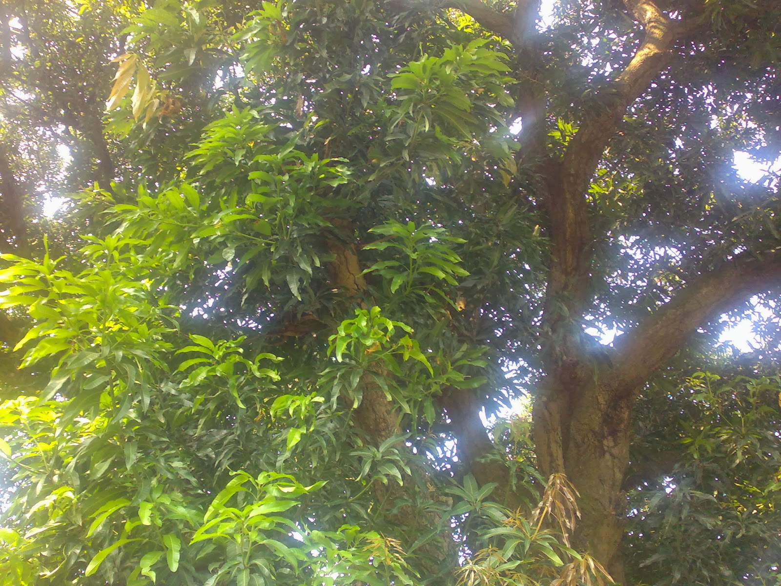 Heal Love Now: Miracle Tree