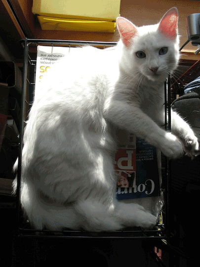 my cat-gif - sufragista