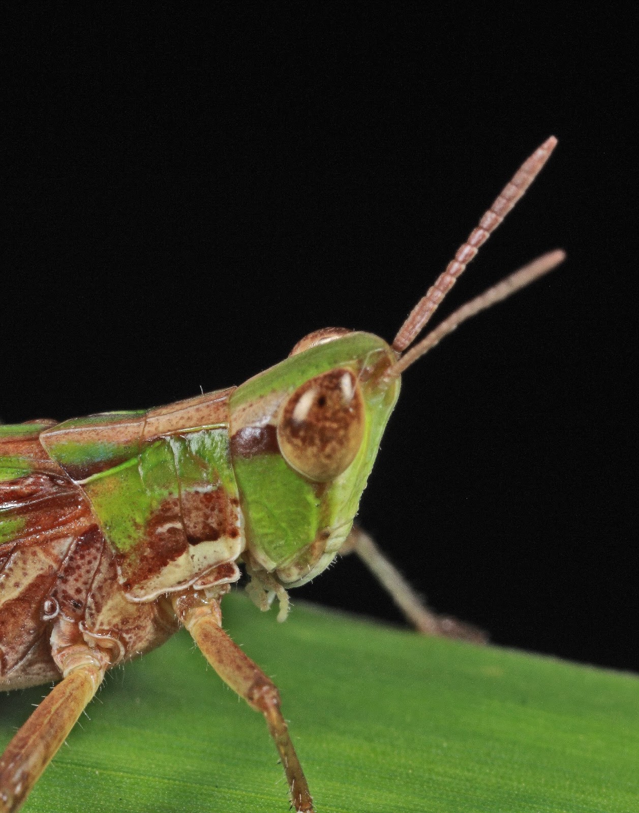 BunyipCo: April 2013