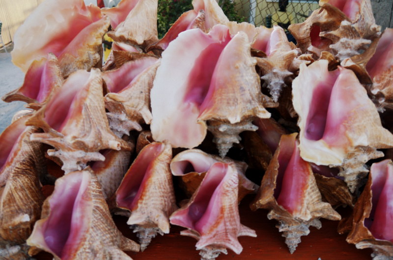 2012 Turks & Caicos Conch Festival | Stacie Steensland