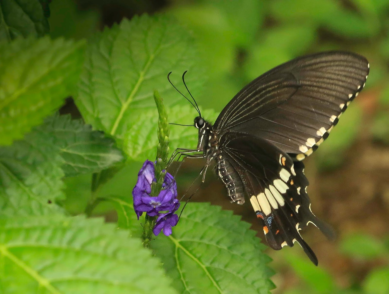 Butterflies of Vietnam: 148. Papilio polytes polytes (The Common Mormon)