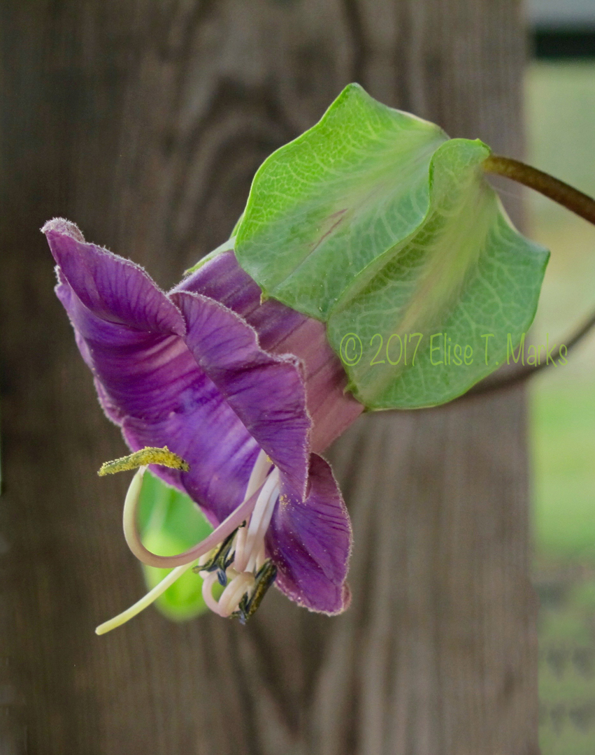 Elise Creations & Passions: Purple Cup and Saucer Vine
